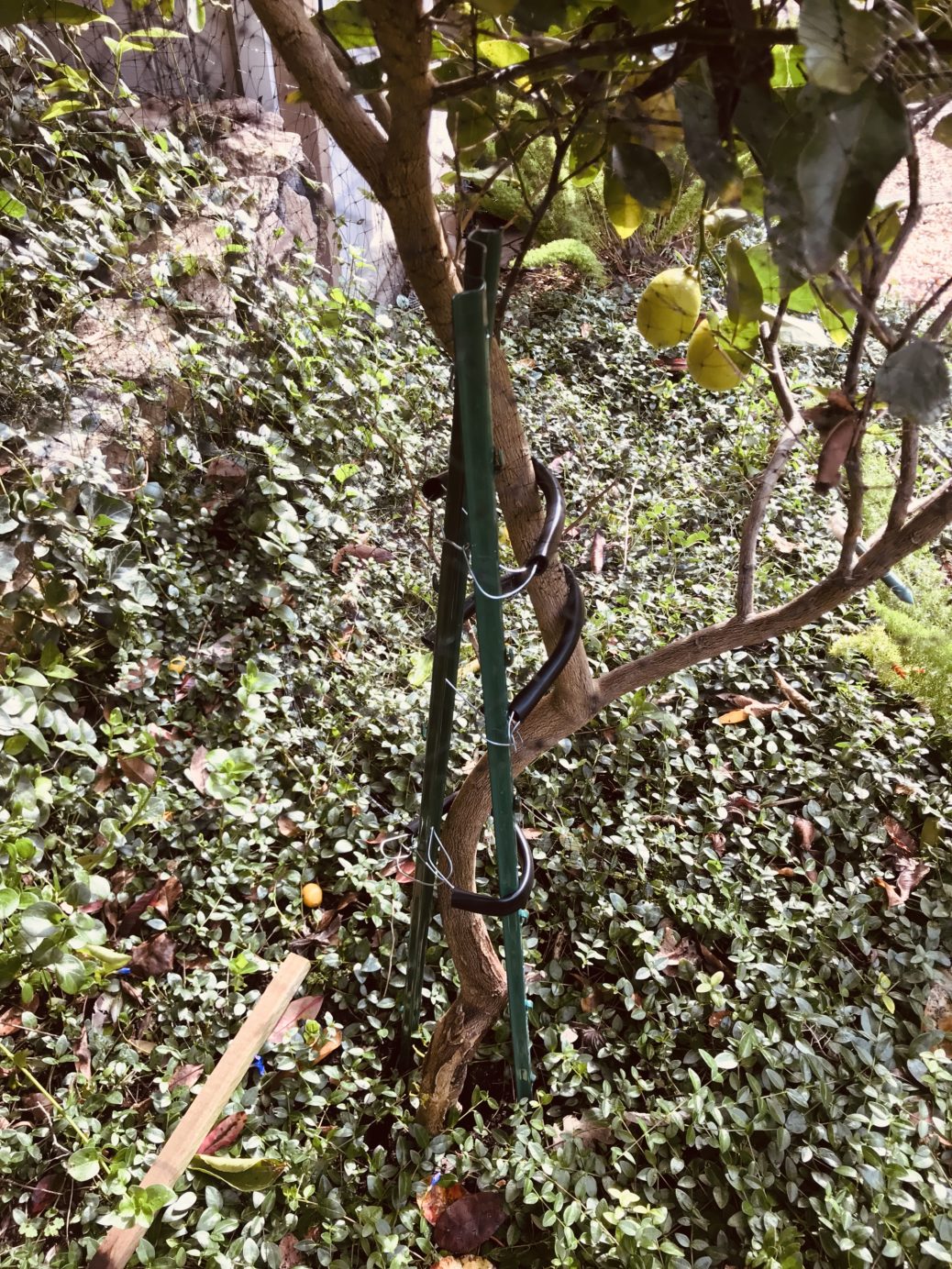 Lemony (no longer) Split - Laurel Ace Oakland